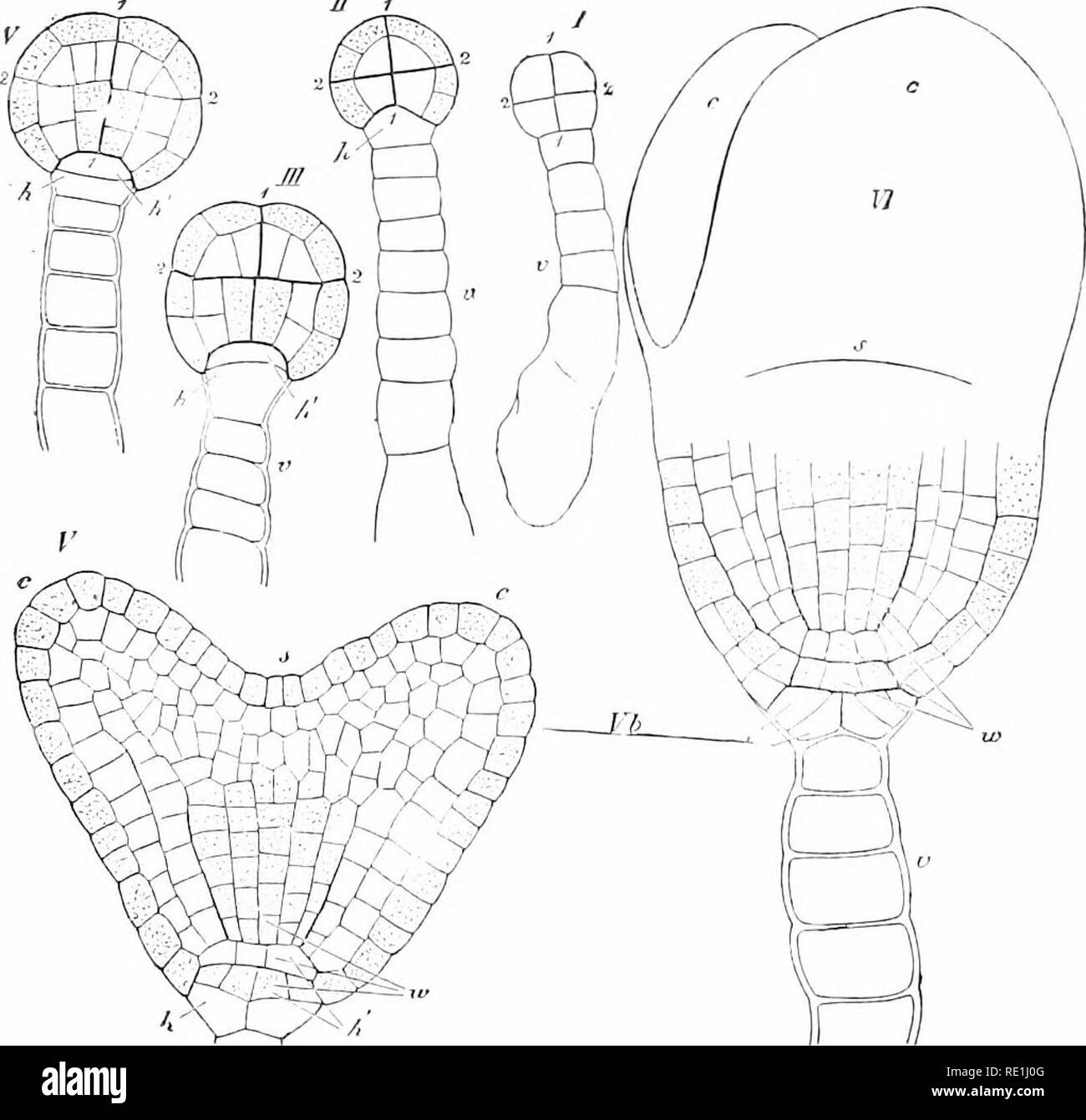 Development of the embryo axis Cut Out Stock Images & Pictures - Alamy