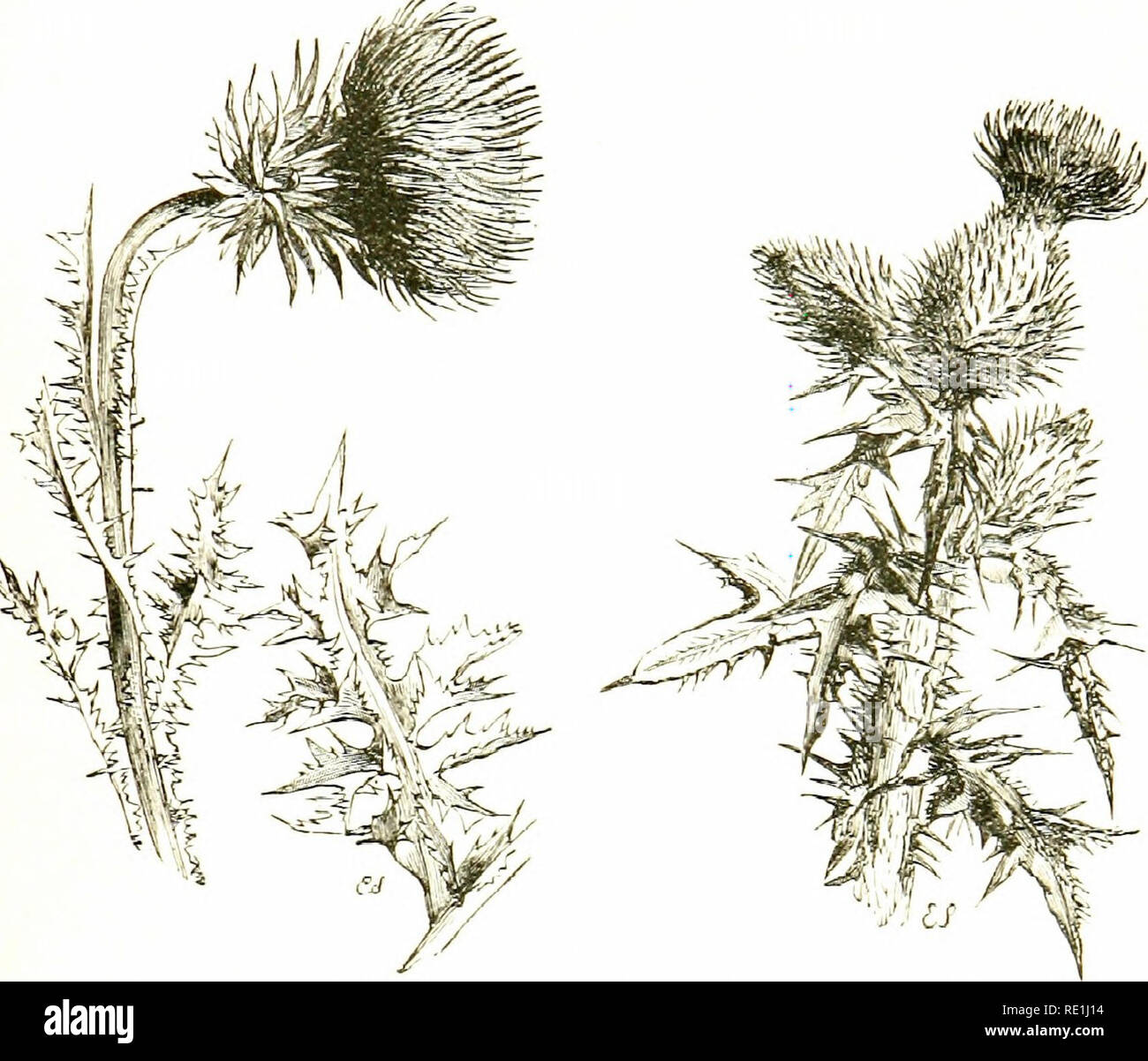 Woolly headed thistle hi-res stock photography and images - Alamy