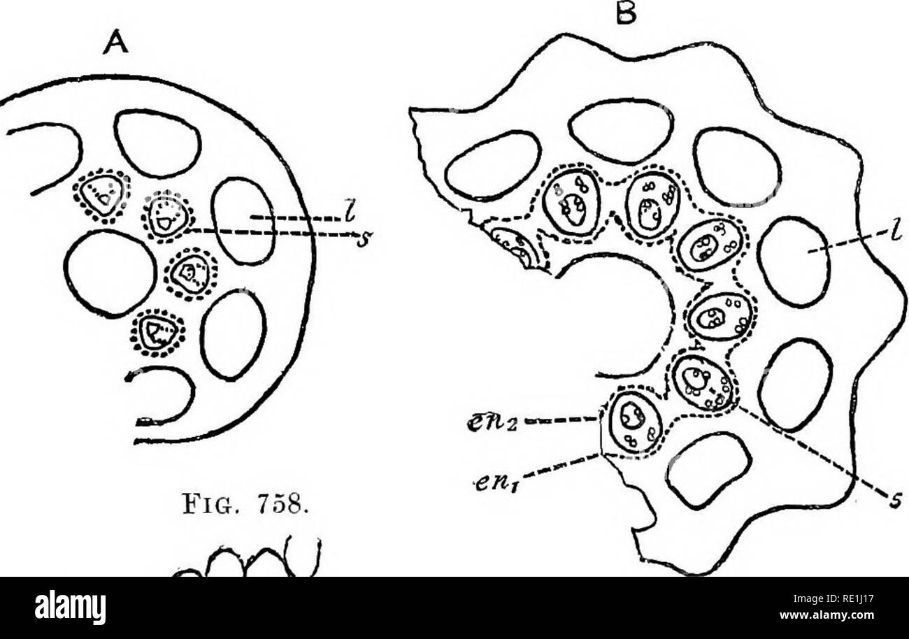 Scattered vascular bundles hi-res stock photography and images - Alamy