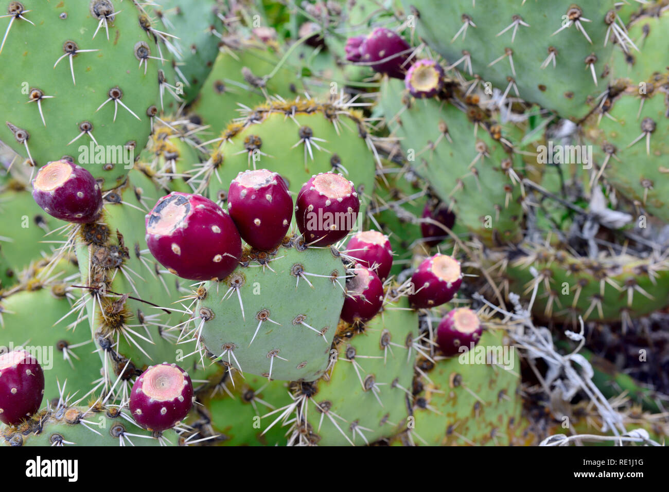 Prickly pear cactus arizona hi-res stock photography and images - Alamy