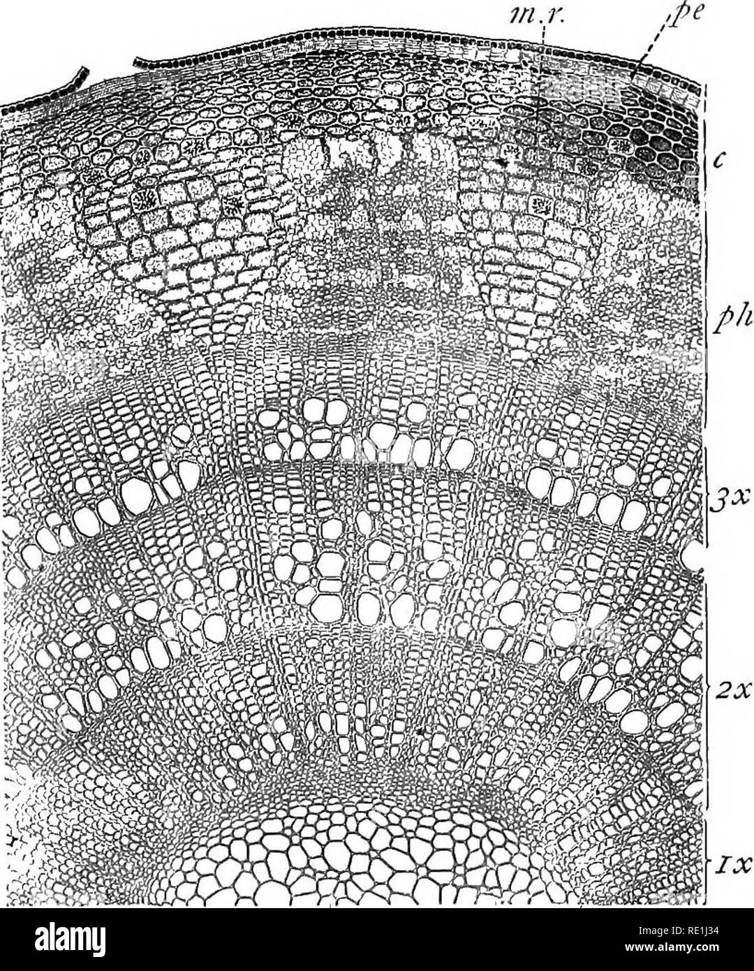 Periderm, cortex, and phloem hi-res stock photography and images - Alamy