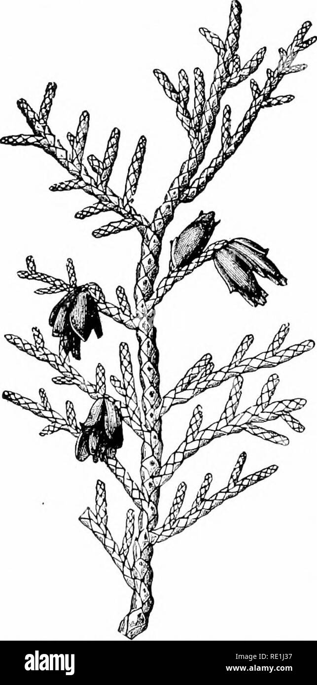 . Plant studies; an elementary botany. Botany. 356 PLANT STUDIES 236 ...