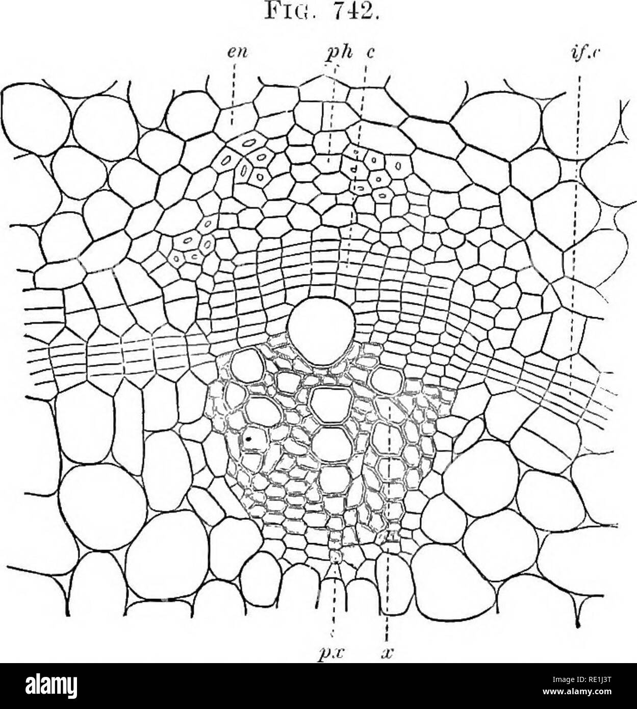 Stem stomata Black and White Stock Photos & Images - Alamy