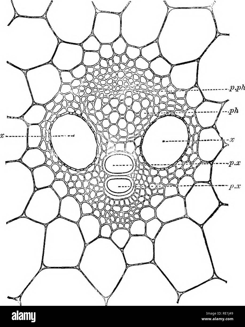 Primary meristem tissue Cut Out Stock Images & Pictures - Alamy