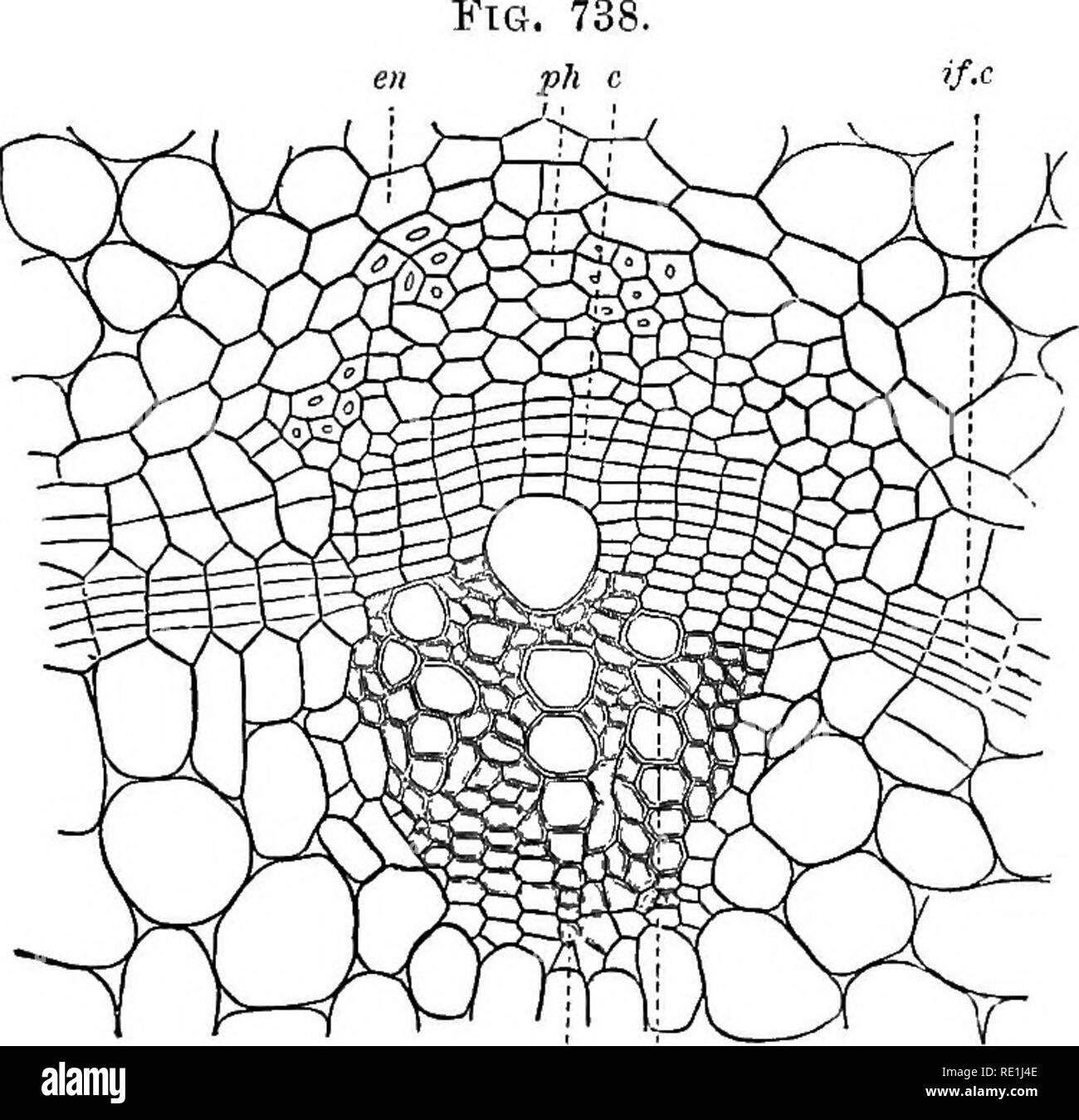 Lignified walls hi-res stock photography and images - Alamy