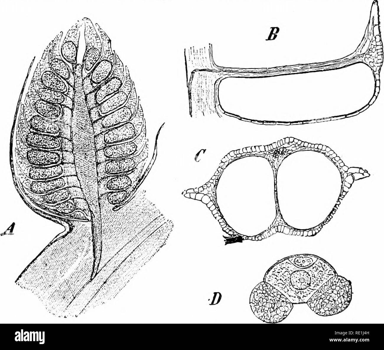 Strobilus Pinus High Resolution Stock Photography and Images - Alamy