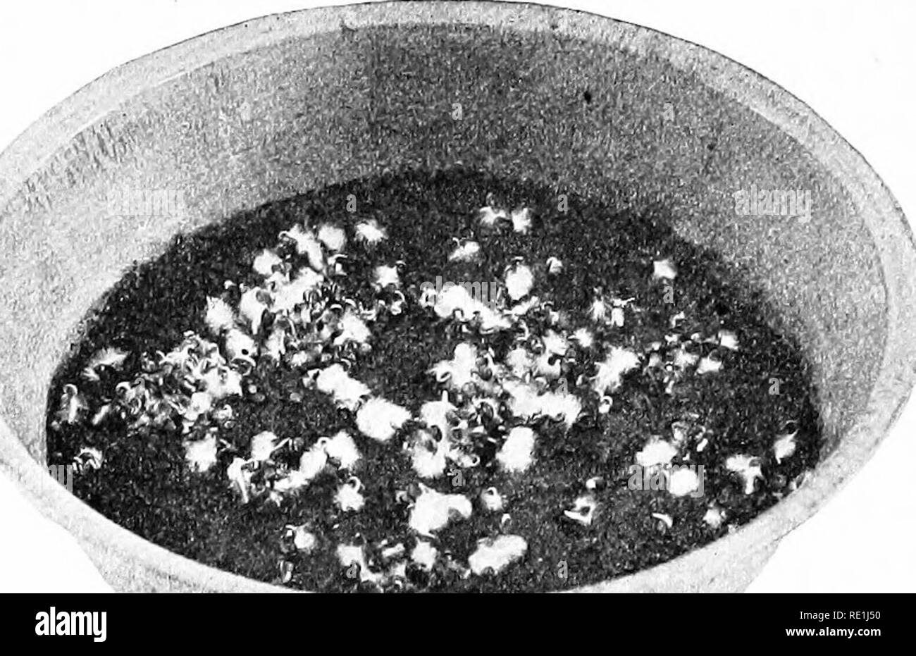 Root hairs of radish Black and White Stock Photos & Images - Alamy