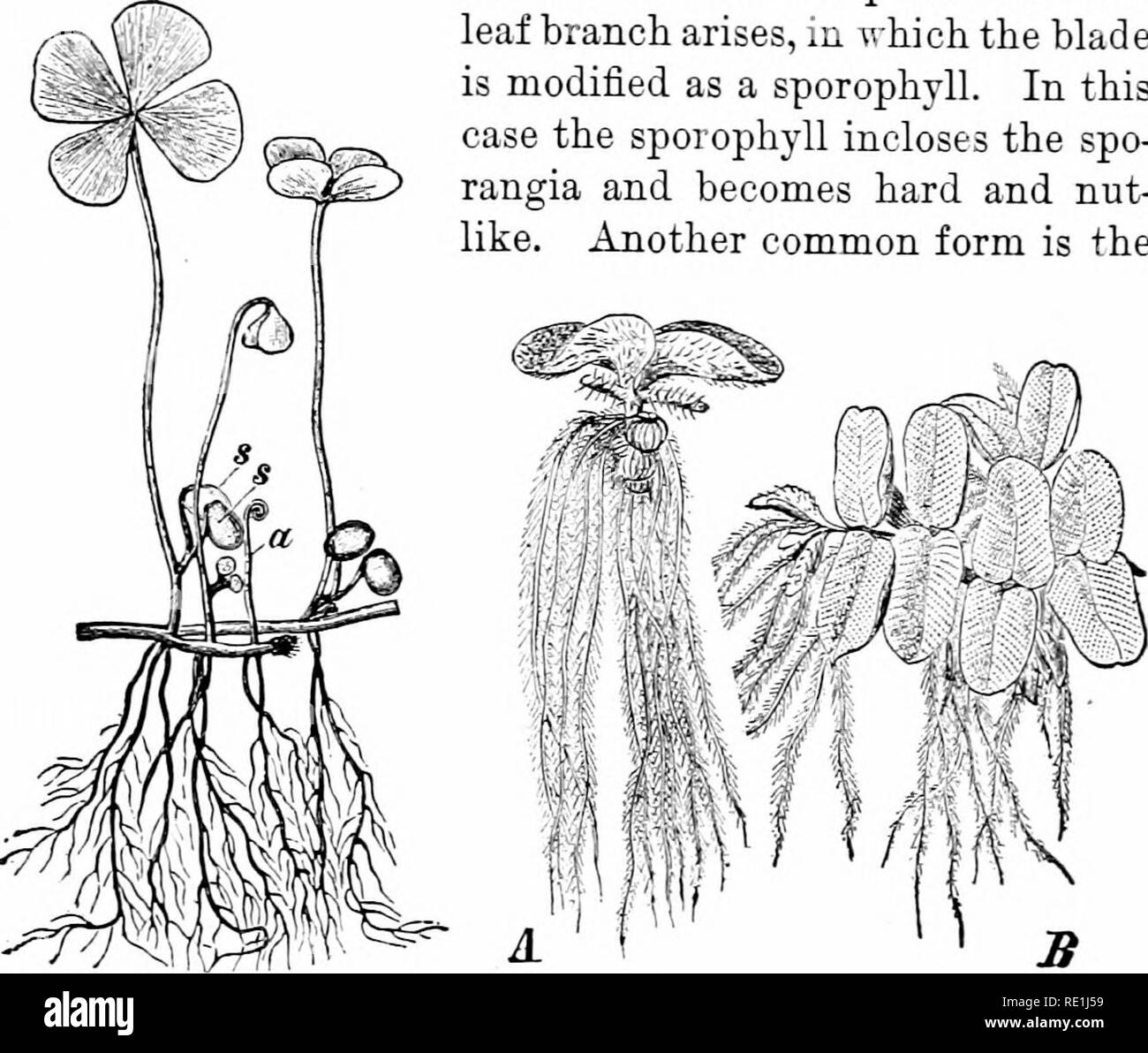 Hard leaved plant Black and White Stock Photos & Images - Alamy