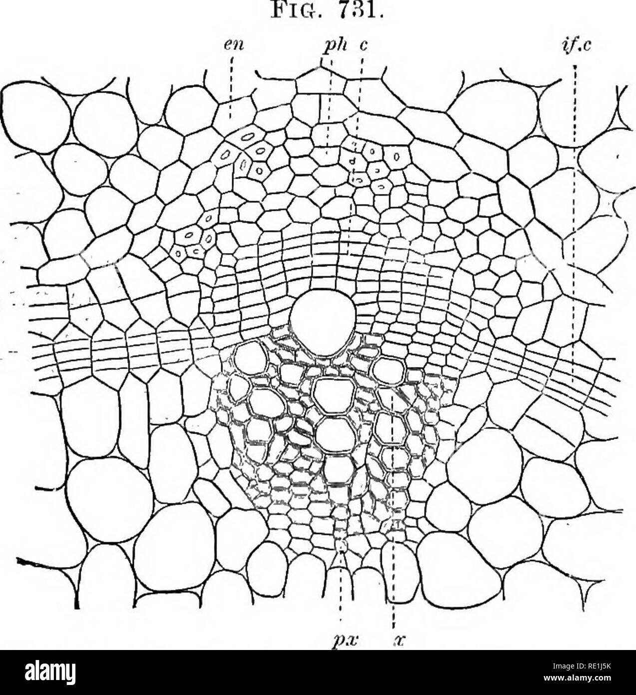Phloem xylem vascular bundles Black and White Stock Photos & Images - Alamy