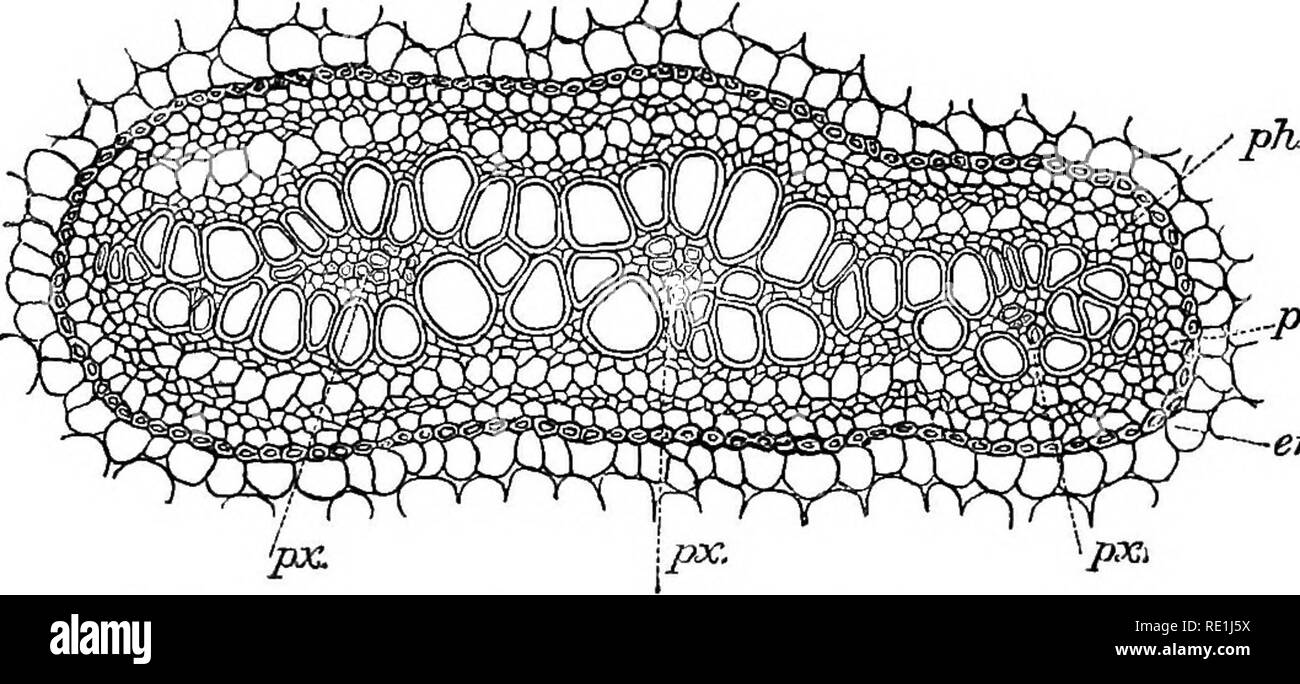 Sclerenchyma cells Black and White Stock Photos & Images - Alamy