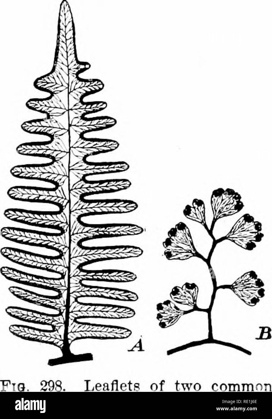 Inrolled margin hi-res stock photography and images - Alamy