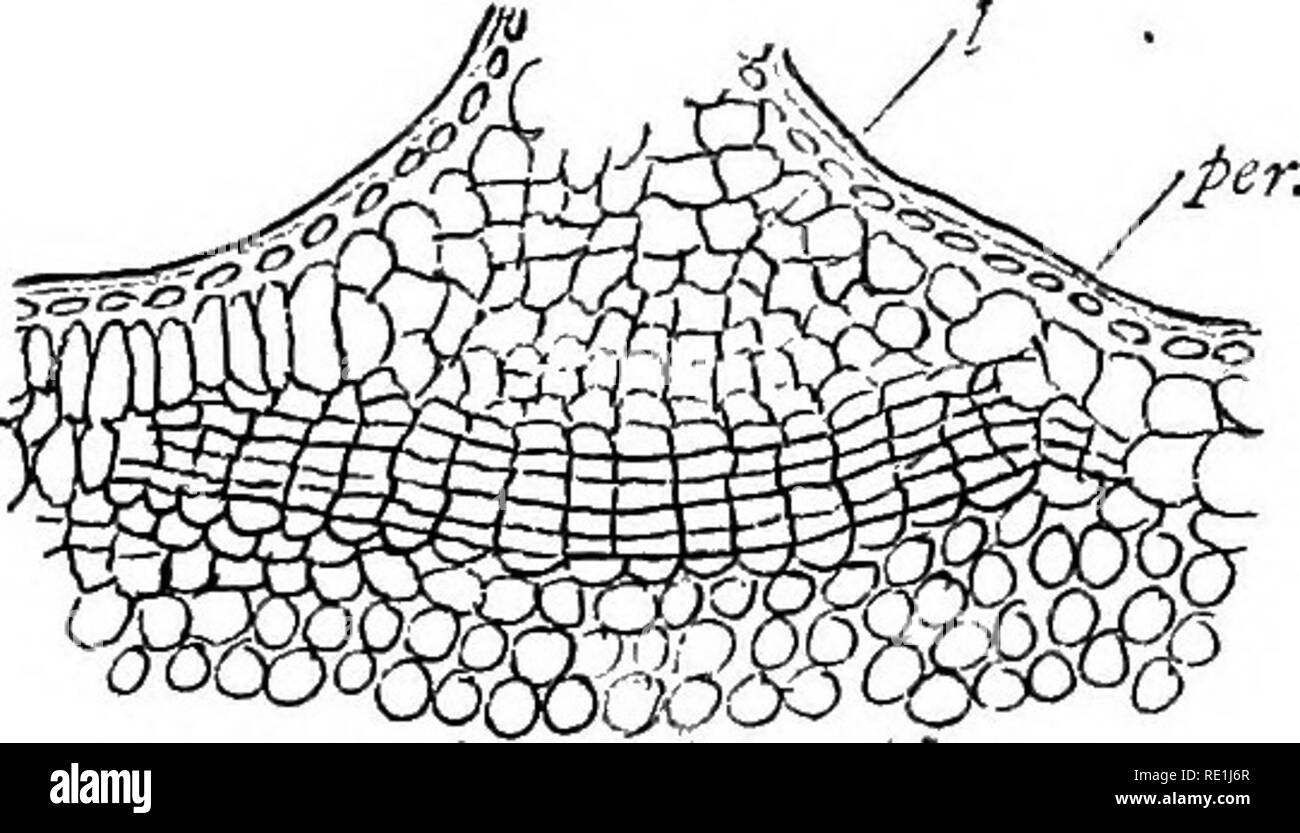 Secondary cell walls hi-res stock photography and images - Alamy