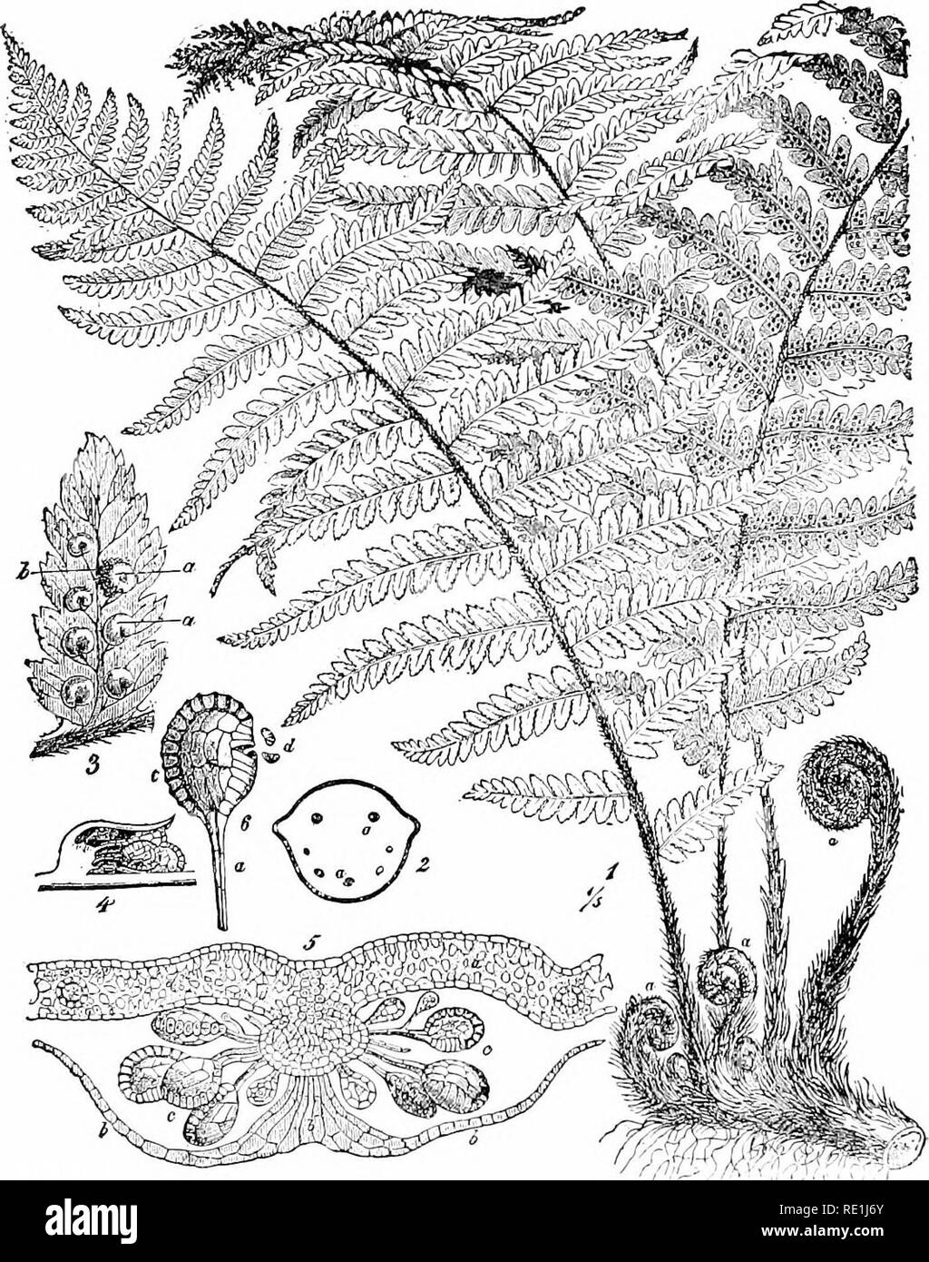 . Plant studies; an elementary botany. Botany. Fig. 296. A fern ...