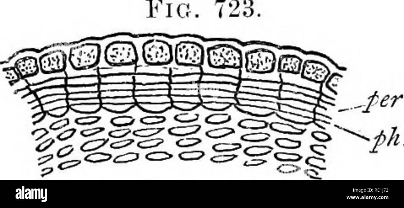 Secondary layer Cut Out Stock Images & Pictures - Alamy