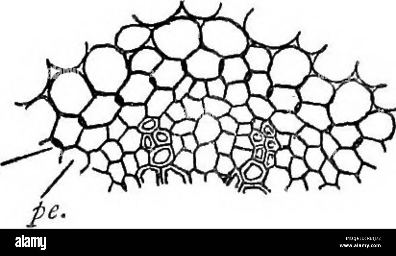 Radial root Black and White Stock Photos & Images - Alamy