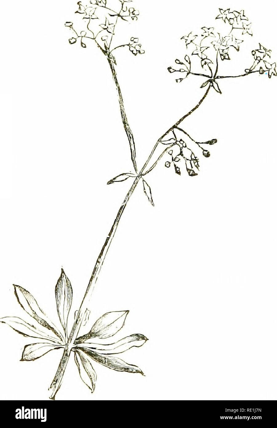 Rough grass margins hi-res stock photography and images - Alamy