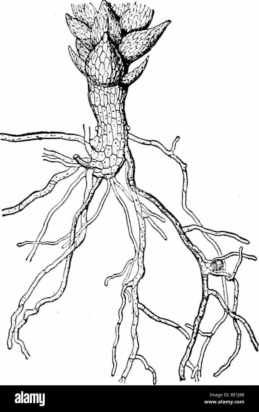 . Plant studies; an elementary botany. Botany. THE GREAT GROUPS OF ...