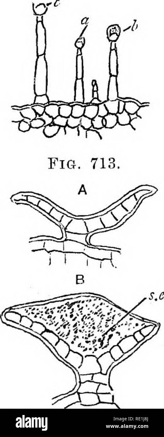 . A manual of botany. Botany. 334 MANUAL OF BOTANY and 713). These ...
