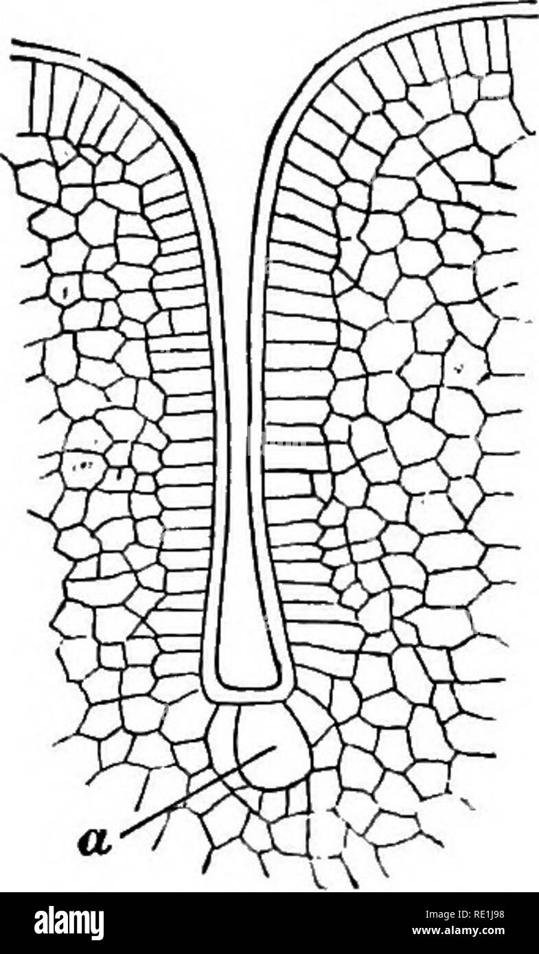 Apical cell hi-res stock photography and images - Alamy