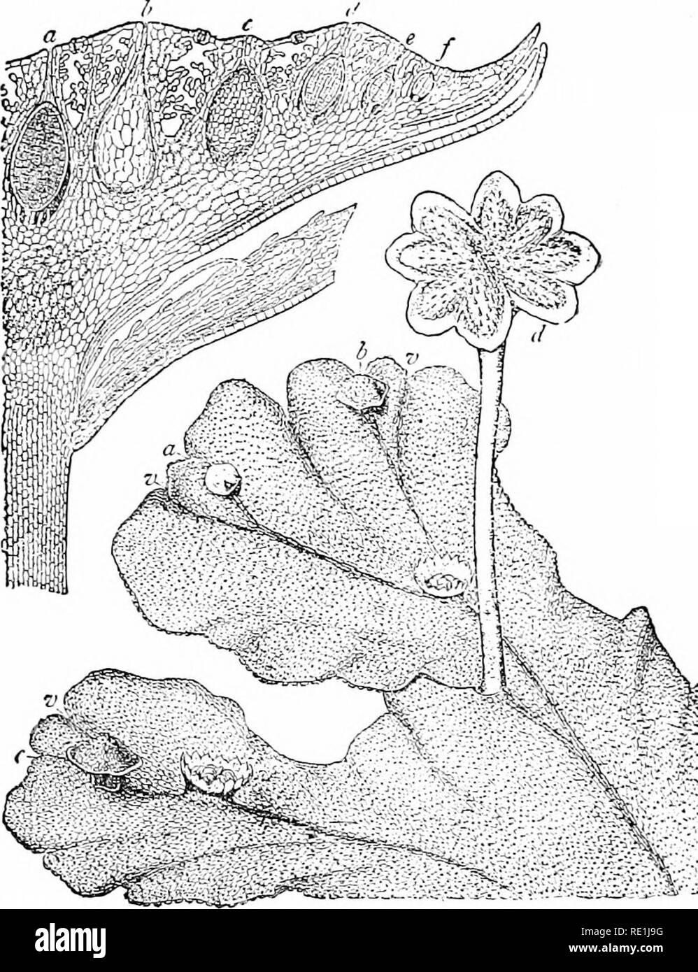 Marchantia Diagram