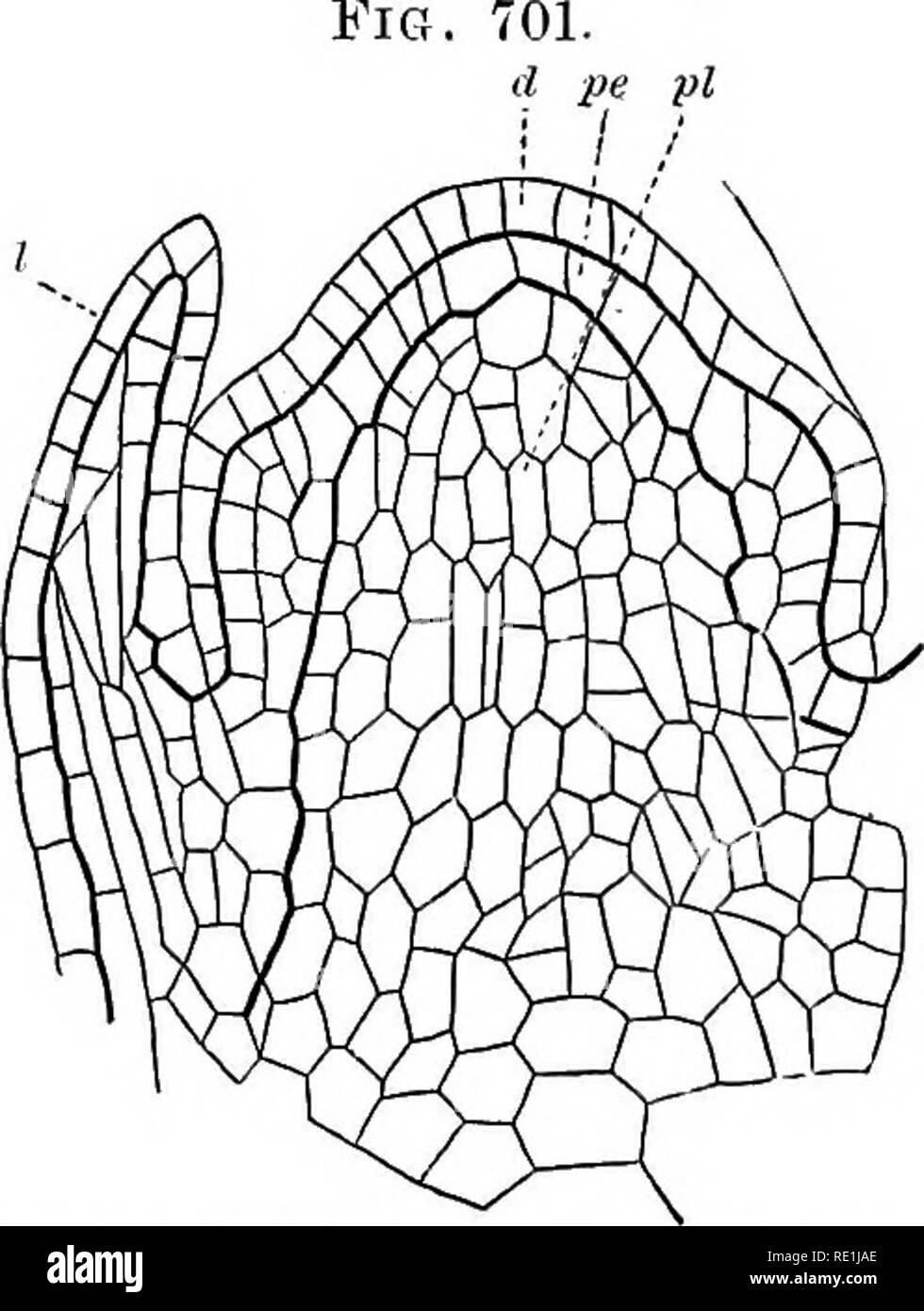 . A manual of botany. Botany. TISSUE SYSTEMS 327 In a growing point of ...