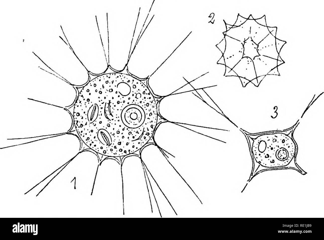 Freshwater flagellate hi-res stock photography and images - Alamy