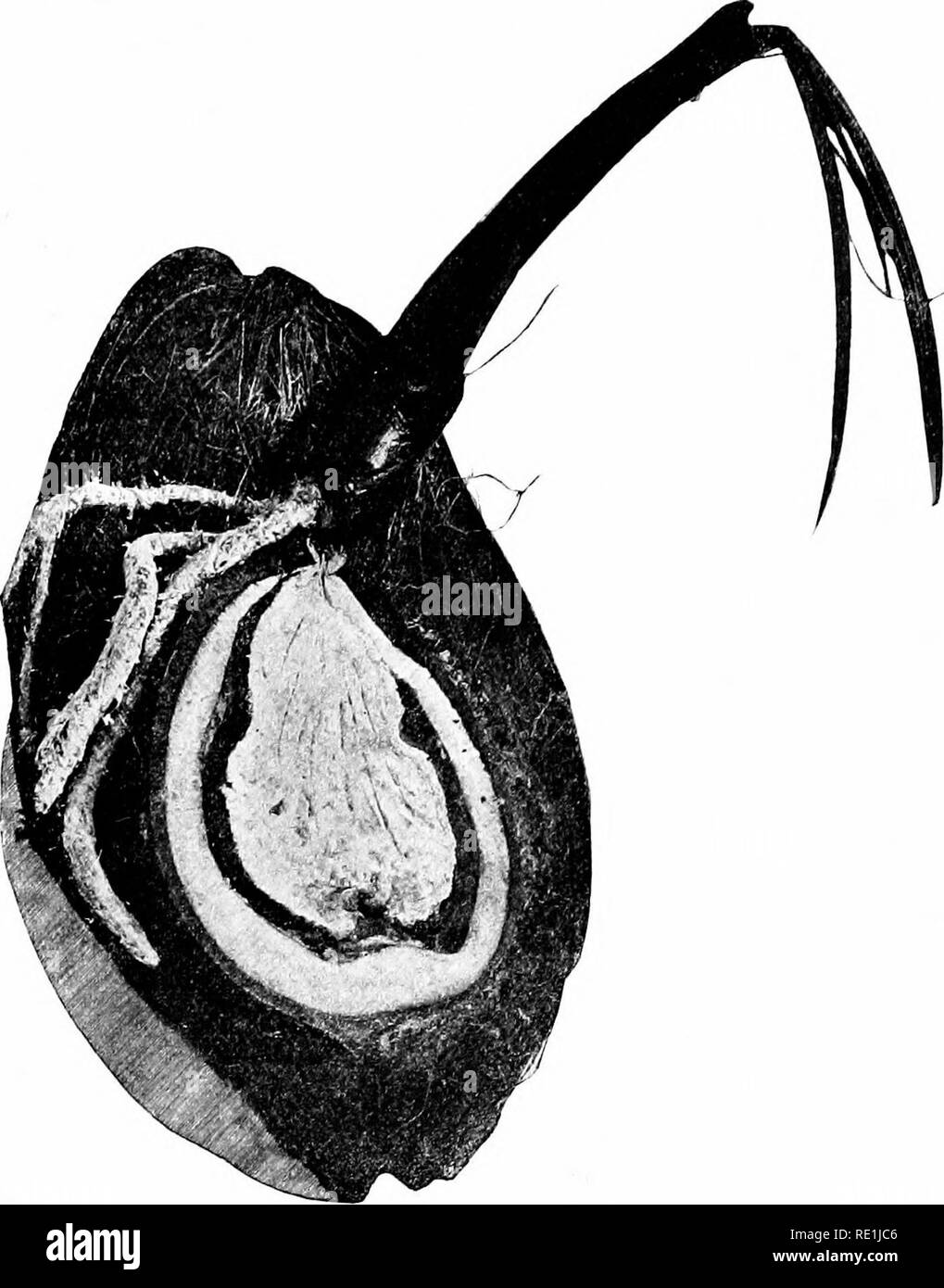 O husk hi-res stock photography and images - Alamy