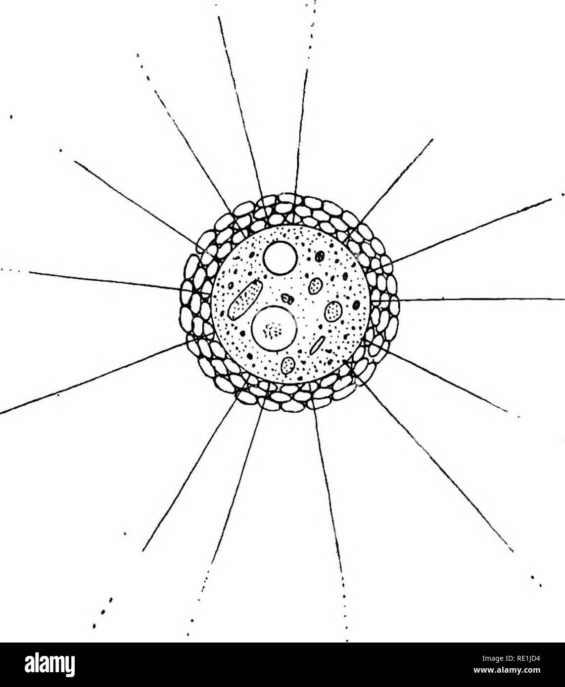 Spherical Symmetry In Animals