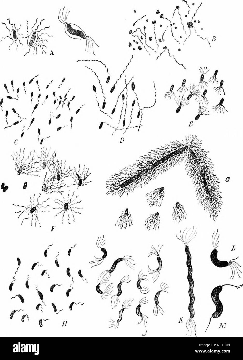 Hay bacillus hi-res stock photography and images - Alamy