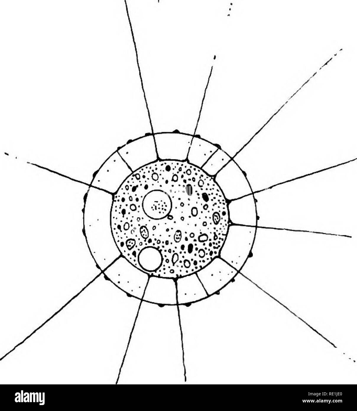 . The British freshwater Rhizopoda and Heliozoa. Rhizopoda; Heliozoa ...