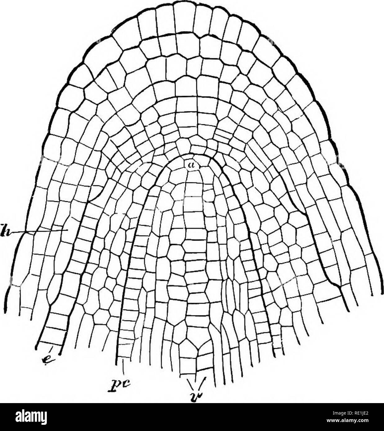Achlya hi-res stock photography and images - Alamy