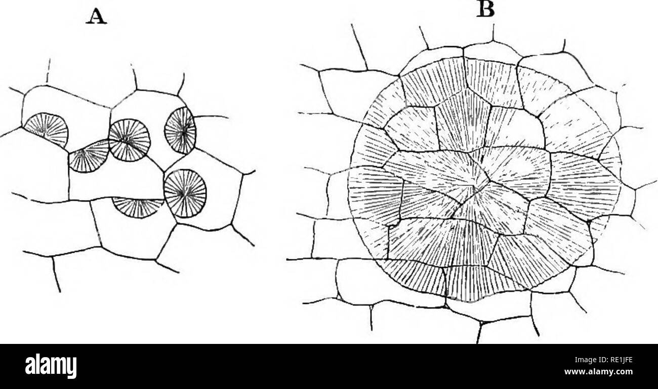 Vegetable decomposition Black and White Stock Photos & Images - Alamy