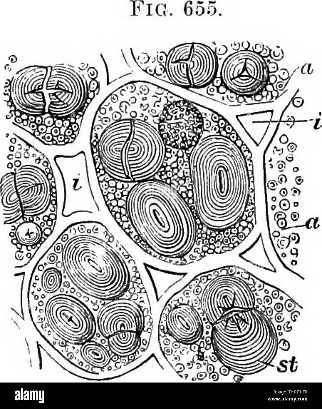 Starch granules in plant cells hi-res stock photography and images - Alamy