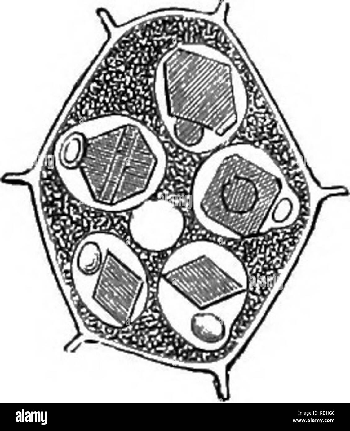 . A manual of botany. Botany. 300 MANUAL OF BOTANY in large proportion ...