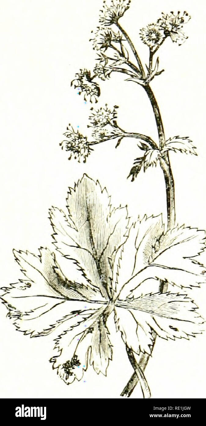 Often glaucous leaves hi-res stock photography and images - Alamy