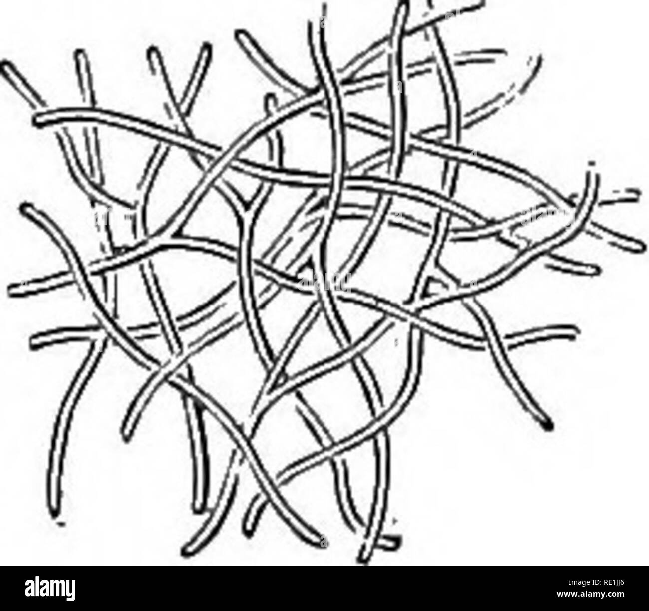 . A manual of botany. Botany. 288 MANUAL OF BOTANY acquire a more or ...