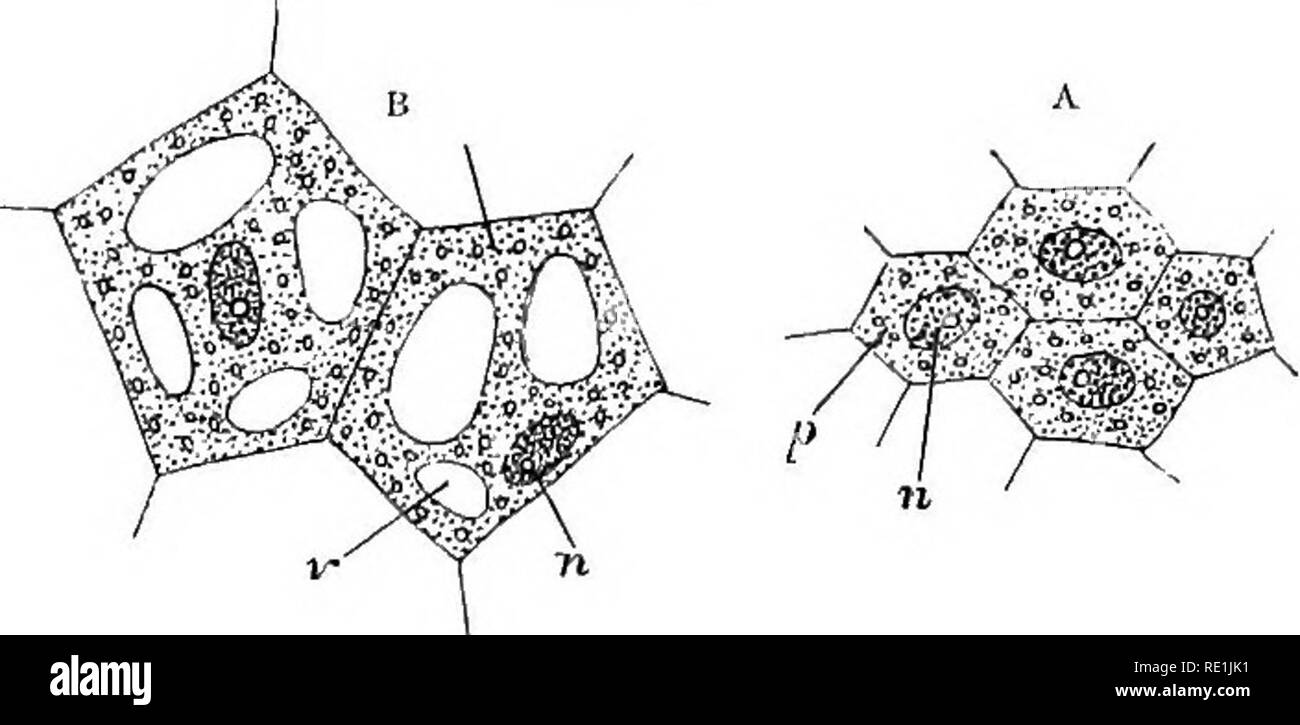 Primordial cell Black and White Stock Photos & Images - Alamy
