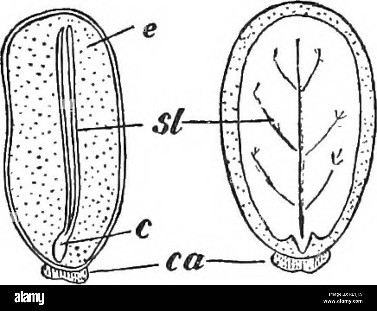 Prominent veins Black and White Stock Photos & Images - Alamy