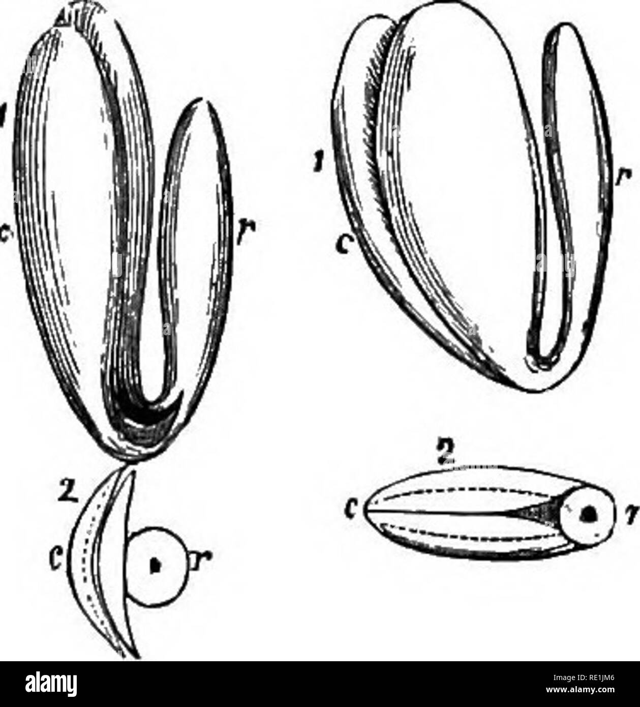. A manual of botany. Botany. MORPHOLOGY OF THE FRUIT AND SEED 277 Fig ...