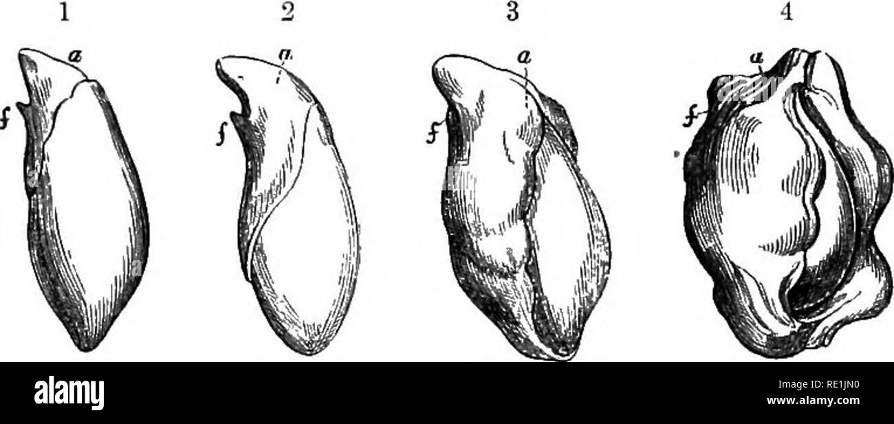 . A manual of botany. Botany. MORPHOLOGY OF THE FEUIT AND SEED 269 ...