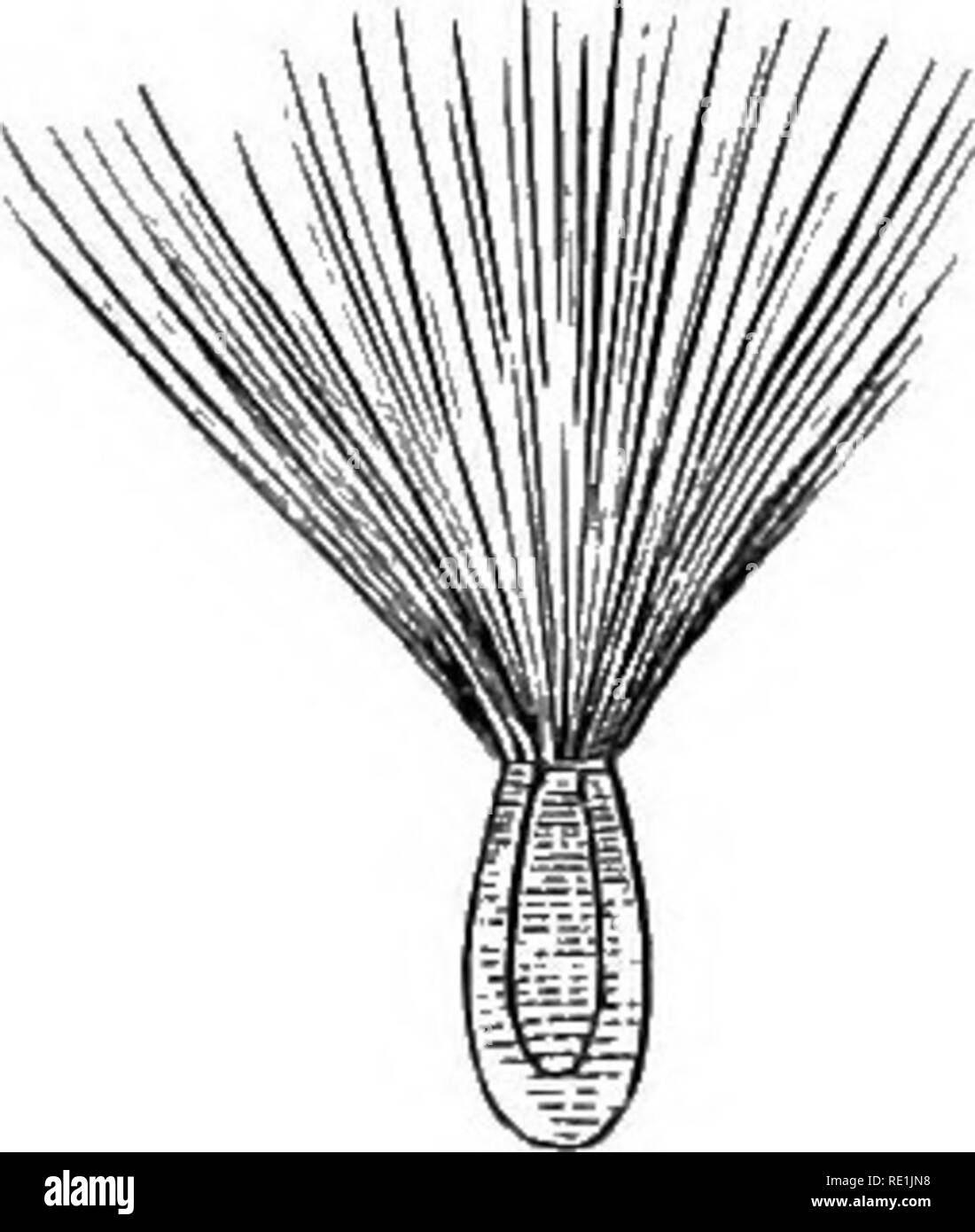 Winged fruits Black and White Stock Photos & Images - Alamy