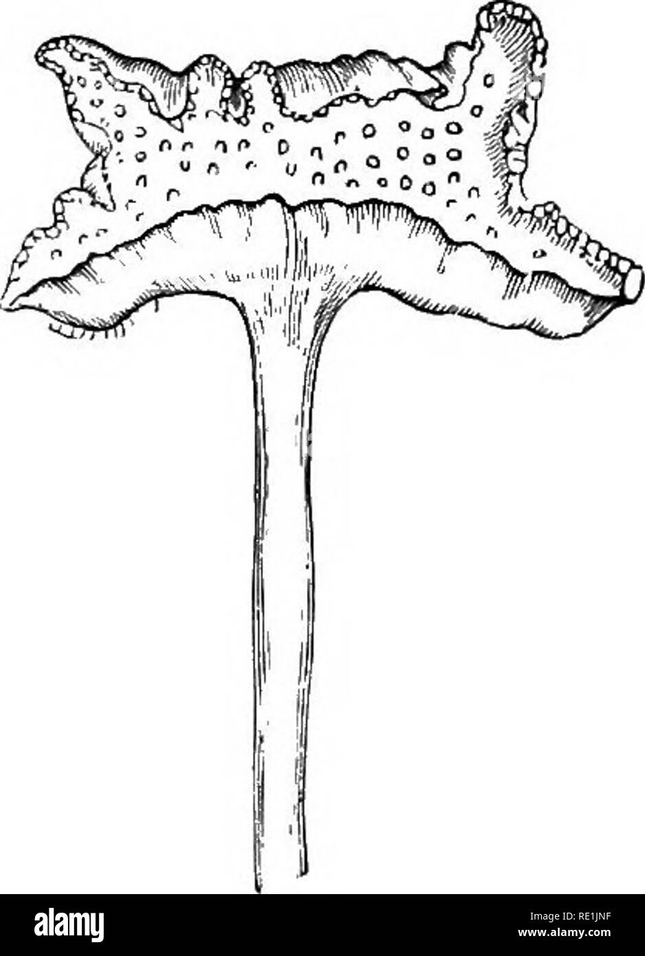 Seed bearing structure Cut Out Stock Images & Pictures - Alamy