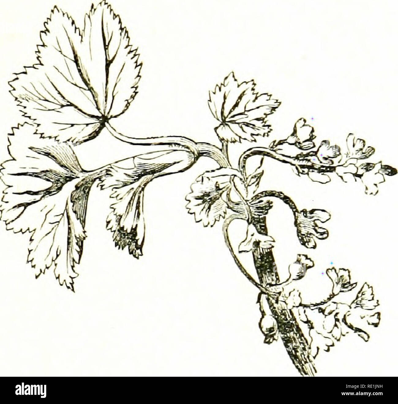 . Flowers of the field. Botany. SAXIFRAGI-; FAMILY '71 sub-sessile ...