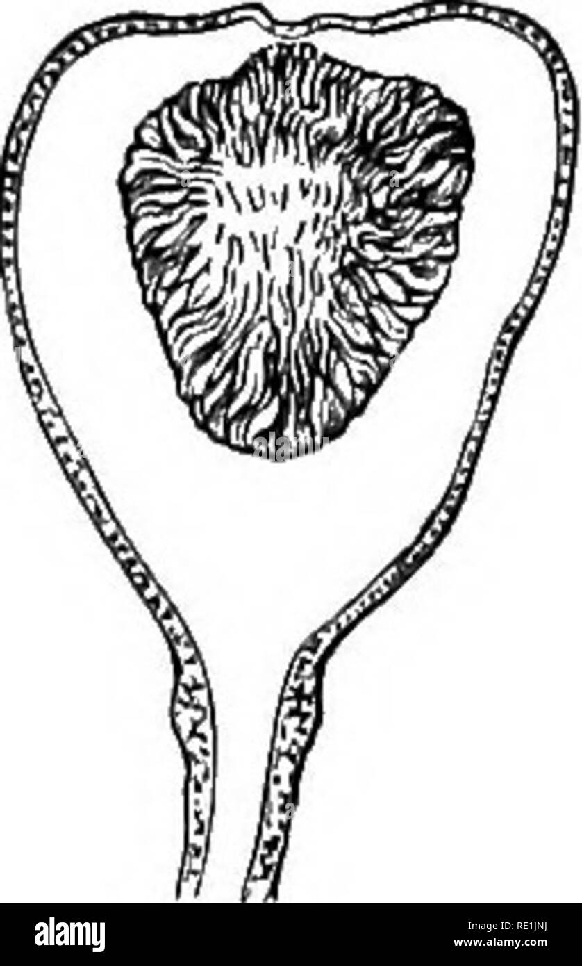 . A manual of botany. Botany. MORPHOLOGY OF THE FRUIT AND SEED 203 2 ...