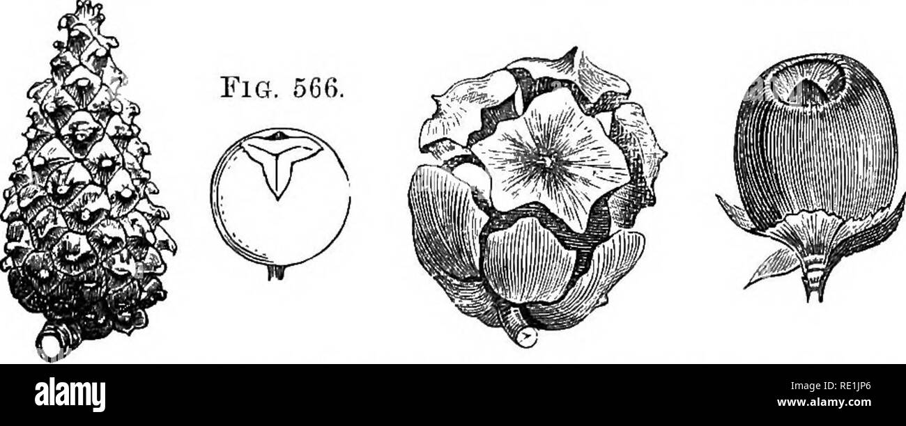 . A manual of botany. Botany. 260 MANUAL OF BOTANY lary scales ...