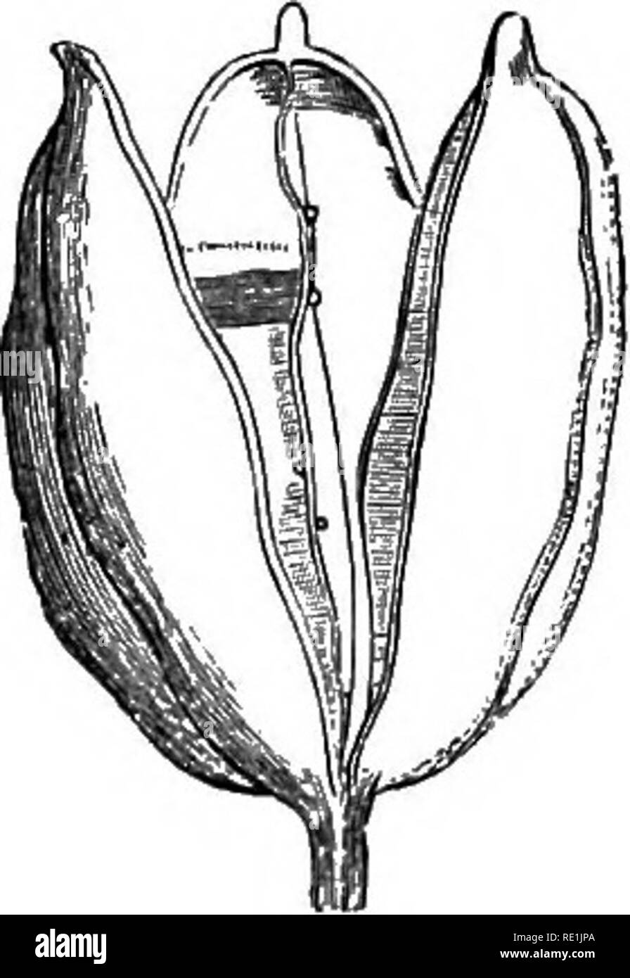 Pyxis forms hi-res stock photography and images - Alamy