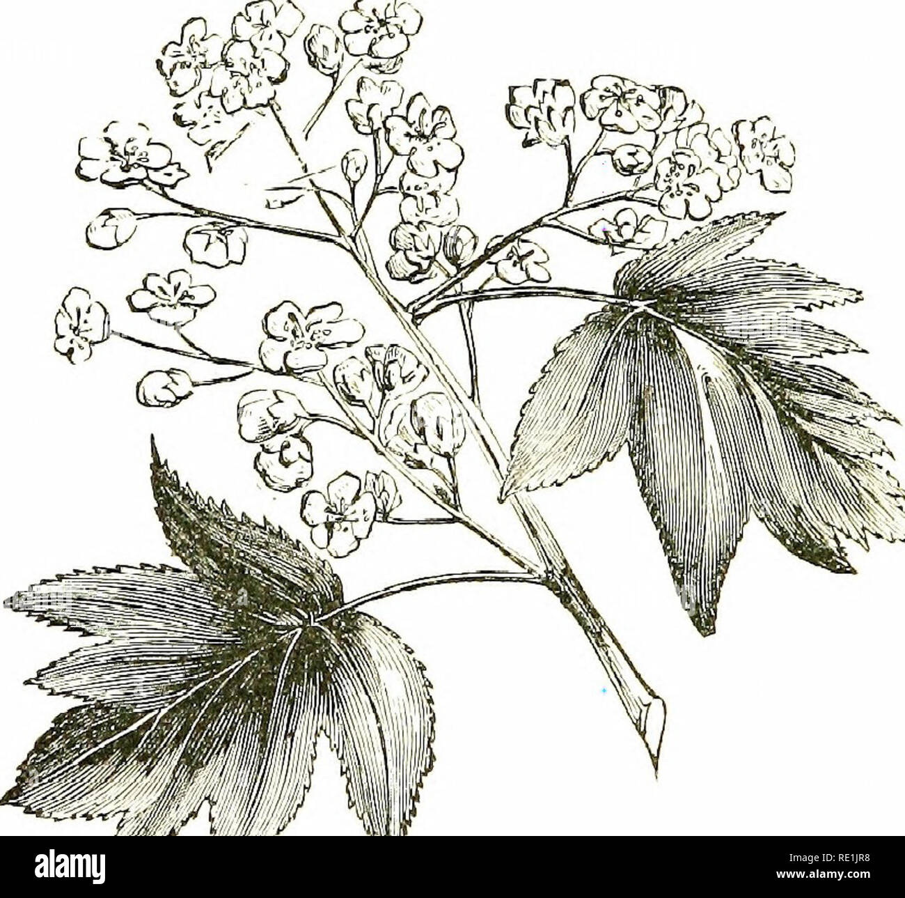 Chequers tree hi-res stock photography and images - Alamy