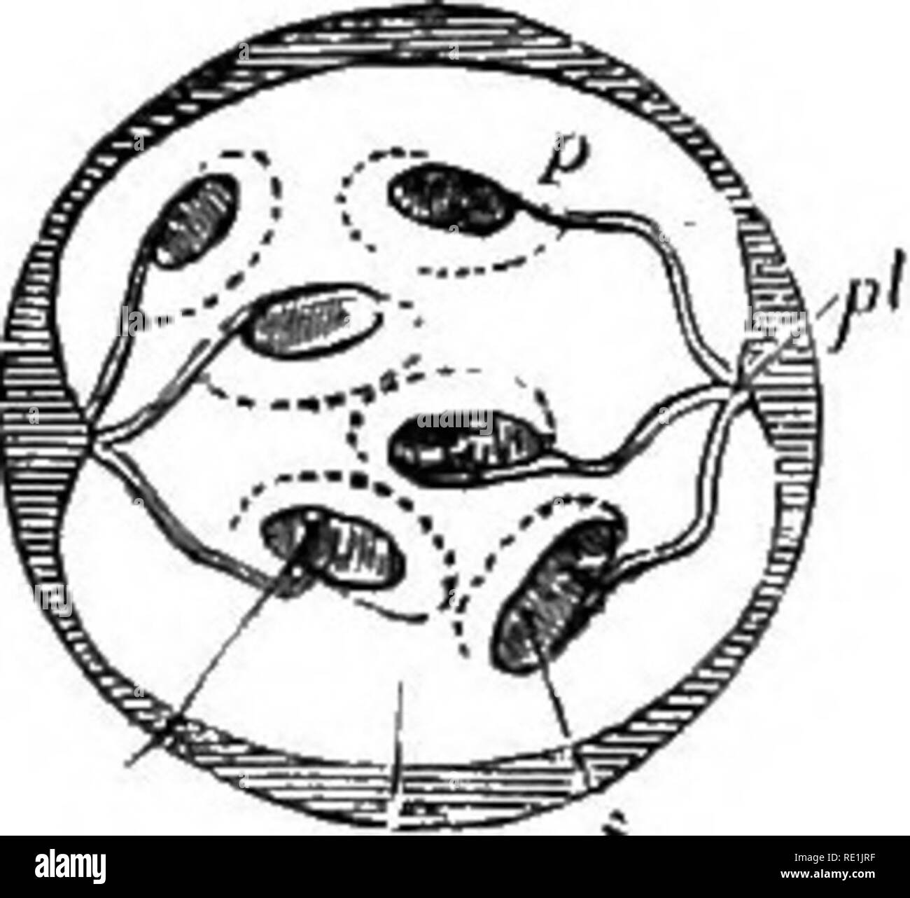 Regma Black and White Stock Photos & Images - Alamy