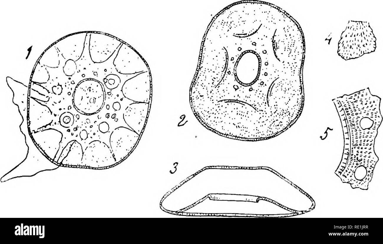 Arcella vulgaris hi-res stock photography and images - Alamy