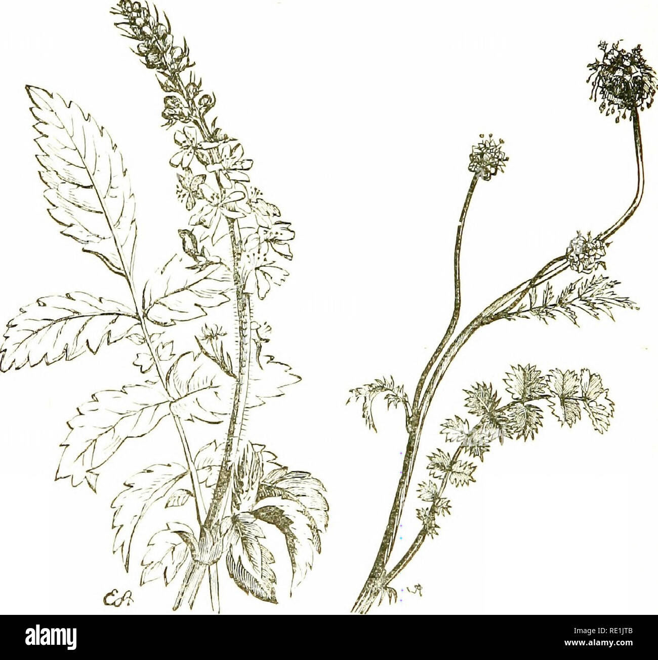 Toothed eaves hi-res stock photography and images - Alamy